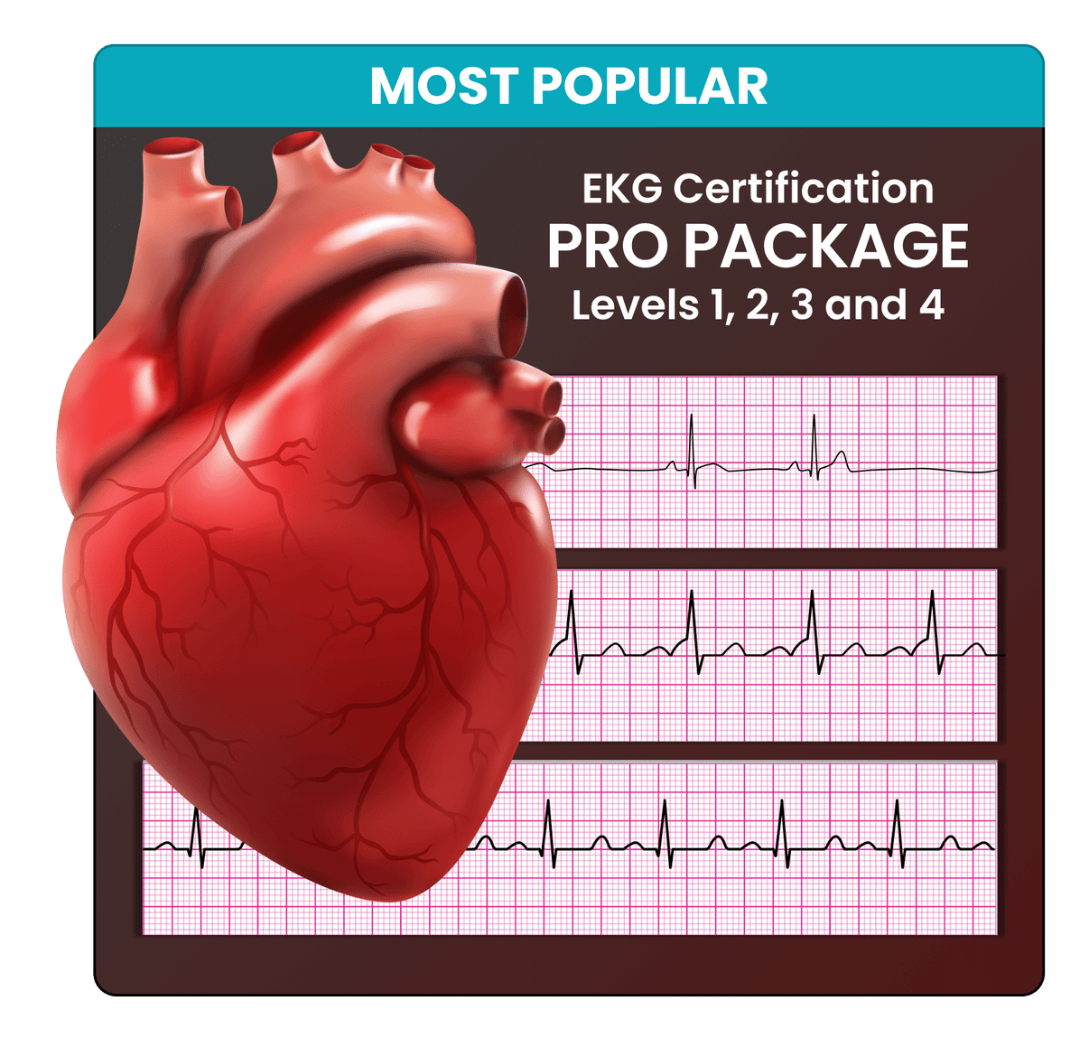 EKG Certification - Pro Package – SureFire CPR